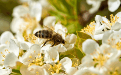 Advantages of Cross-Pollination in Business – Connective Consulting Group